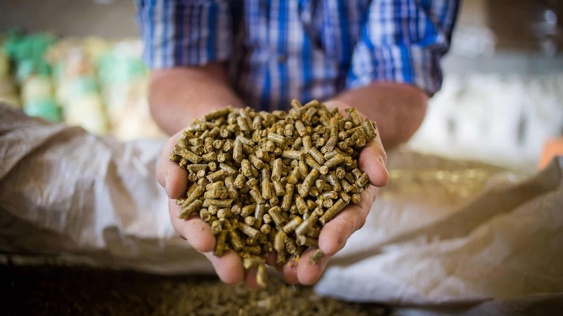 Top 10 Cattle Feed Manufacturing Companies in India 2024